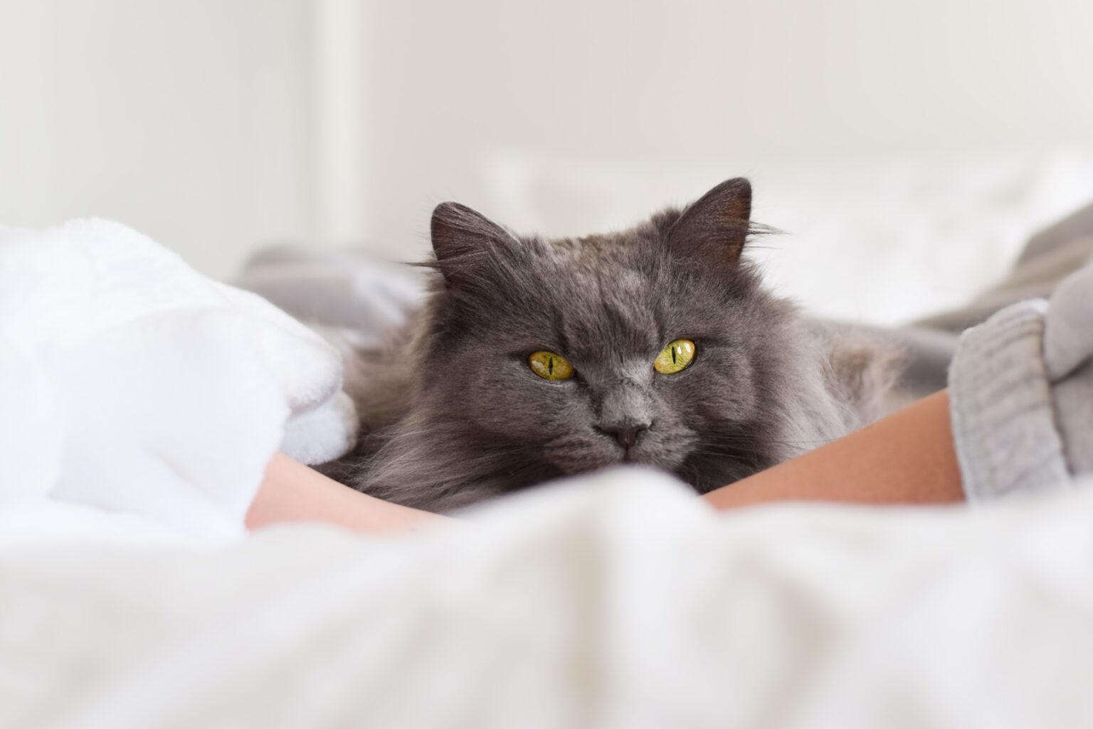 Carte des vipères en France : régions à risque et précautions estivales ...