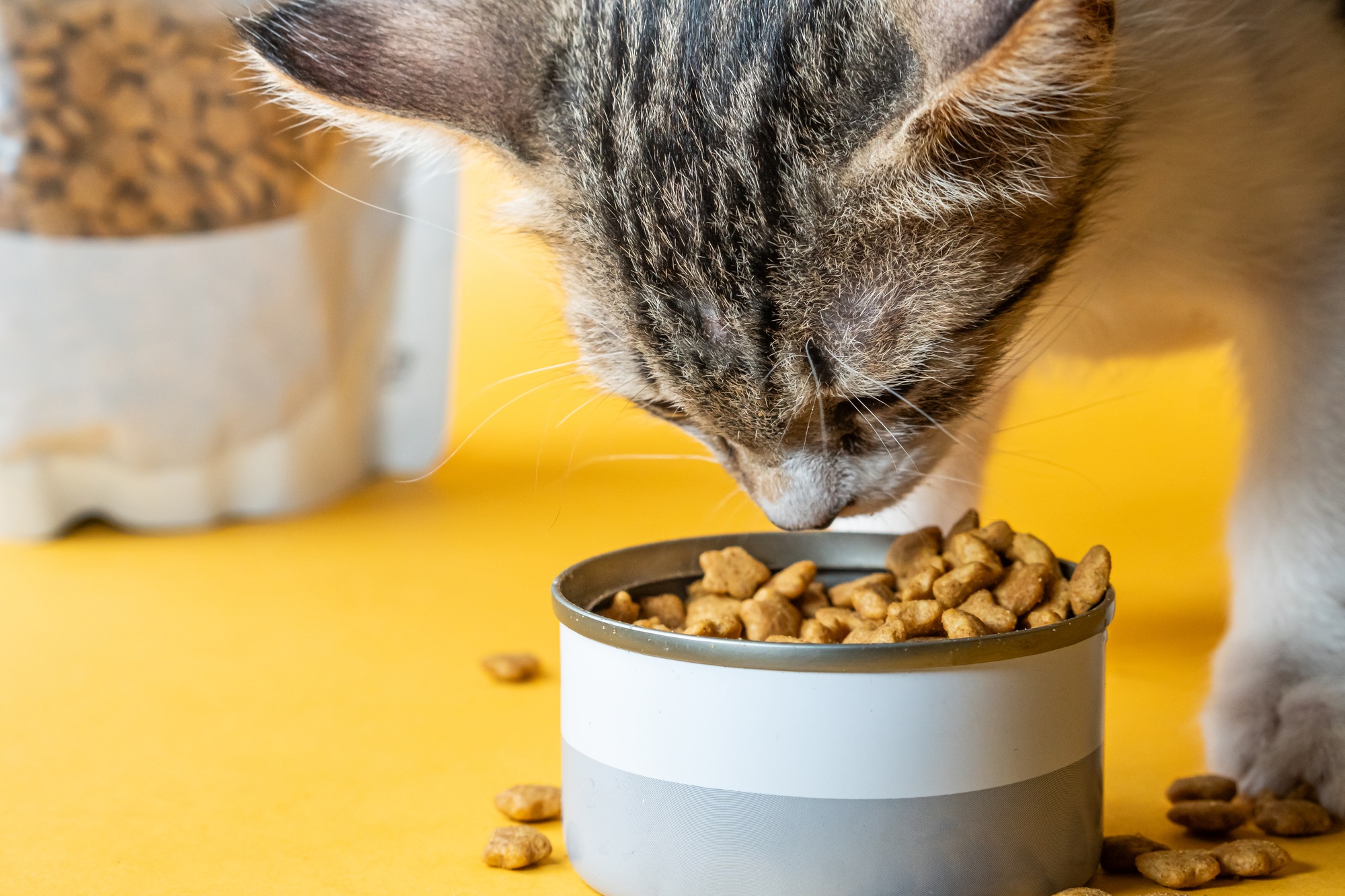 Caats : le meilleur choix d’alimentation premium pour votre chat