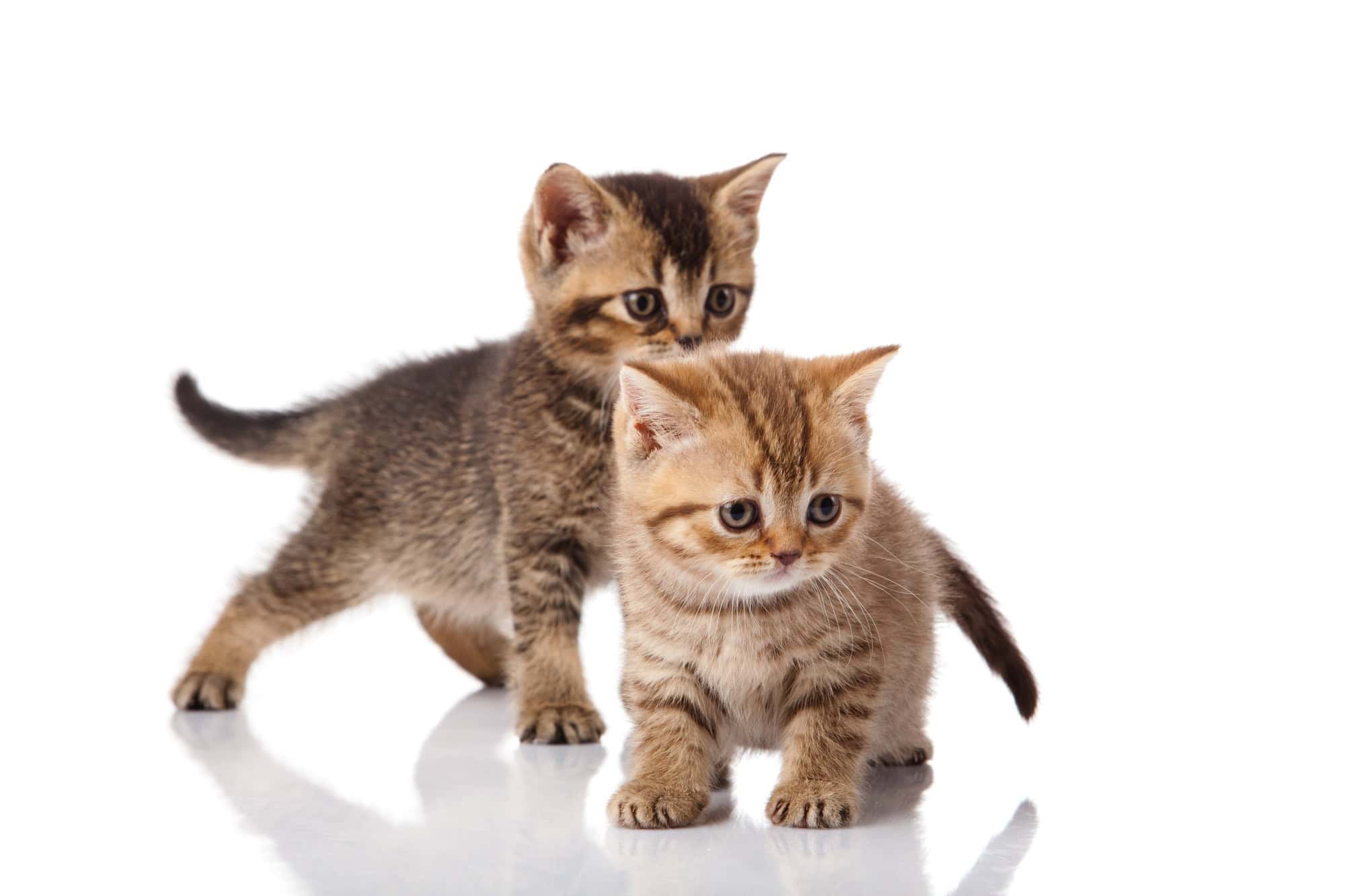 Quand adopter un chaton : meilleure période et conseils essentiels pour ...