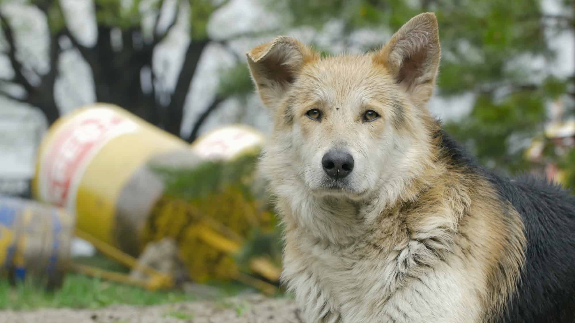 Chien perdu trouvé : que faire et quels réflexes adopter pour l’aider à ...
