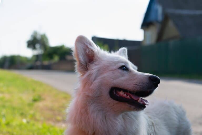 Chien perdu trouvé : que faire et quels réflexes adopter pour l’aider à ...