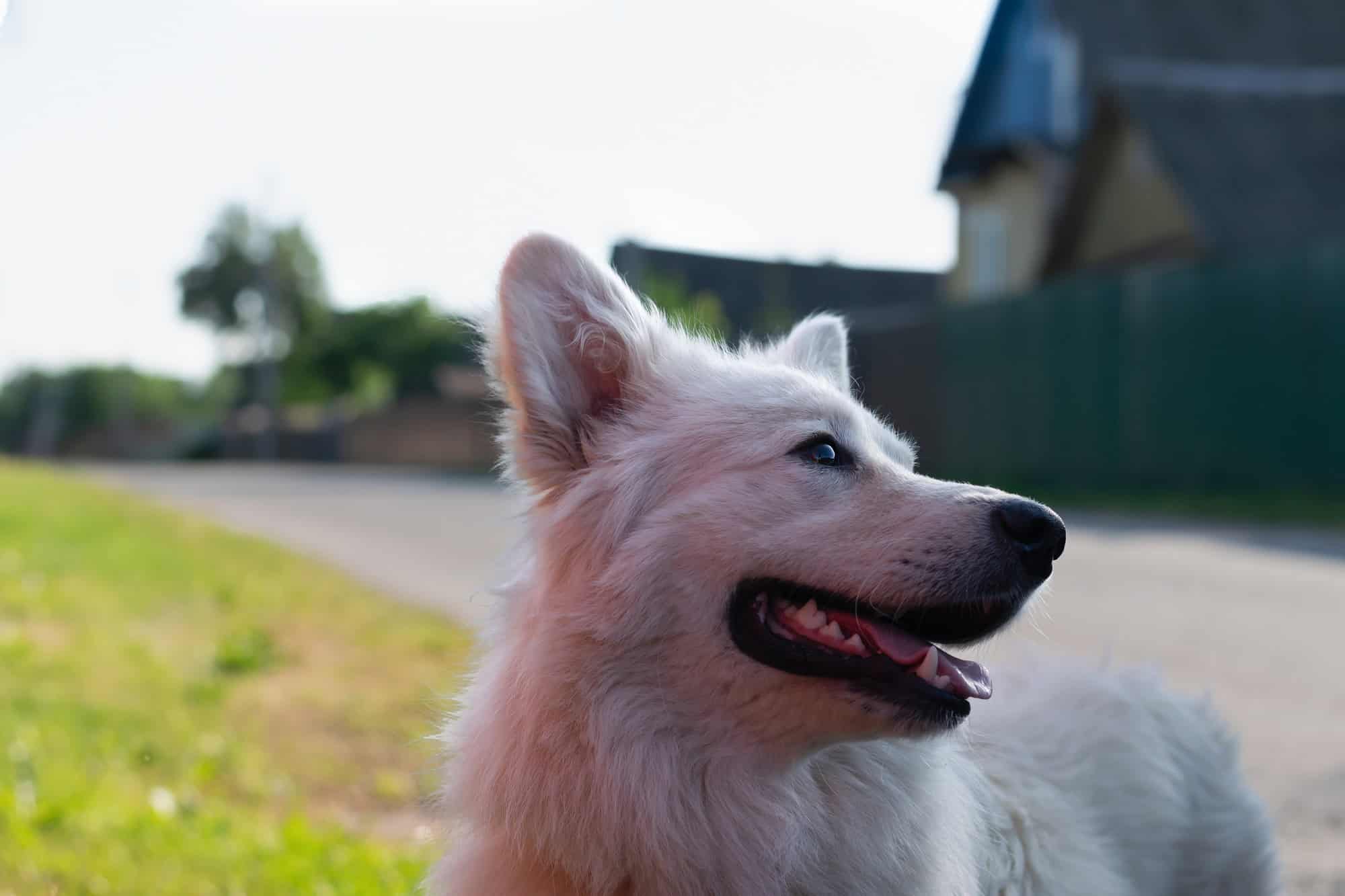 Chien perdu trouvé : que faire et quels réflexes adopter pour l’aider à ...