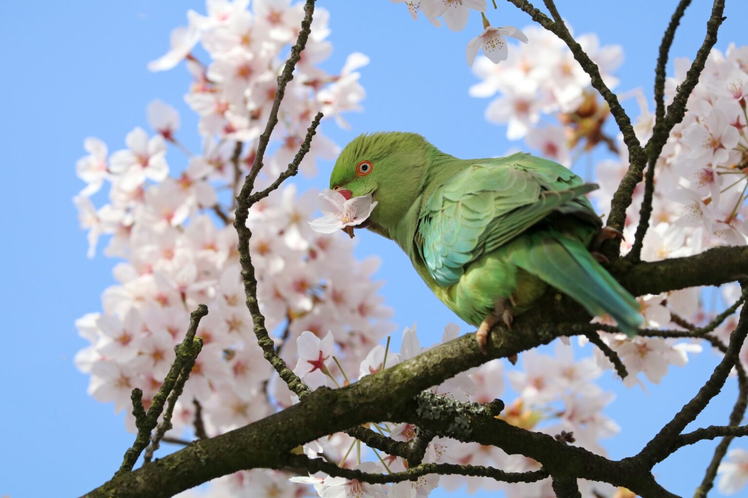Perruches à collier à Paris et en Île-de-France : origine et impact ...